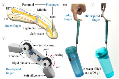 Articulated Actuated Finger With Self Locking Joints Knowledge Transfer Office