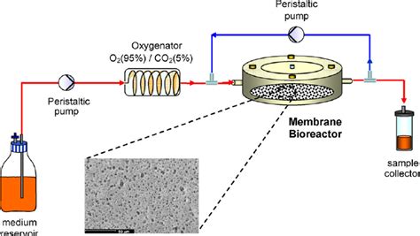 Scheme Of The Bioreactor And Perfusion System Download Scientific Diagram
