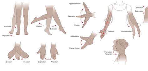 Types Of Joint Movements