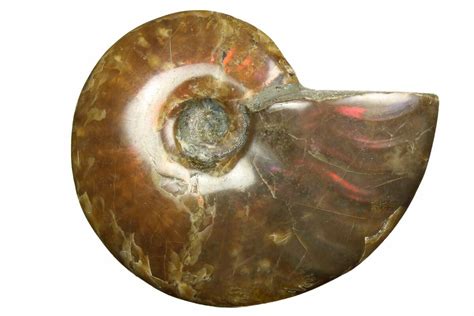 2 2 Red Flash Ammonite Fossil Madagascar 187255 For Sale