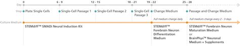 Stemdiff™ Forebrain Neuron Differentiation Kit Stemcell Technologies