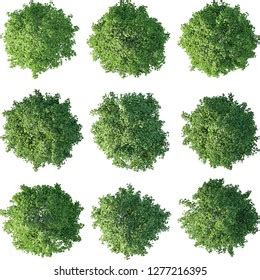 44 Thousand Plants Plan View Royalty Free Images Stock Photos Pictures Shutterstock