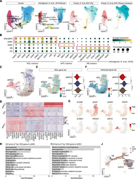 Deciphering Molecular Heterogeneity And Dynamics Of Human Hippocampal Neural Stem Cells At