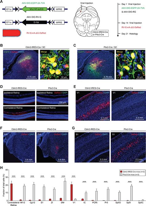 Figures And Data In Transcriptomic Encoding Of Sensorimotor Transformation In The Midbrain Elife
