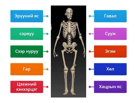 хүн ба байгаль 4 р анги араг ясны зураг дээр нэршлийг зөв тэмдэглээрэй Labelled Diagram