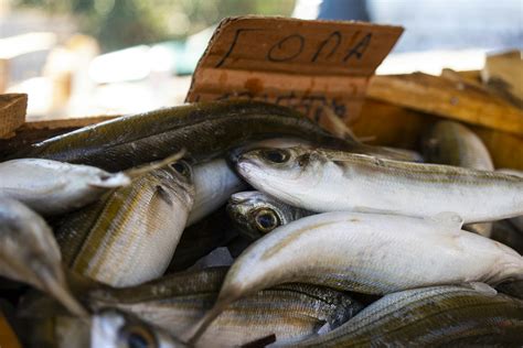 Grey Fish Photo Free Animal Image On Unsplash