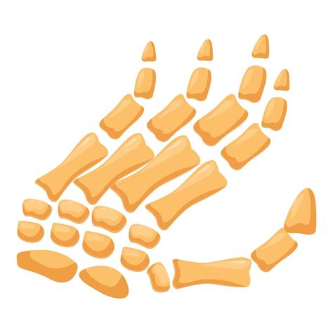 Human Hand Bones Anatomy Showing Carpal And Metacarpal Bones Structure 55272839 Vector Art At