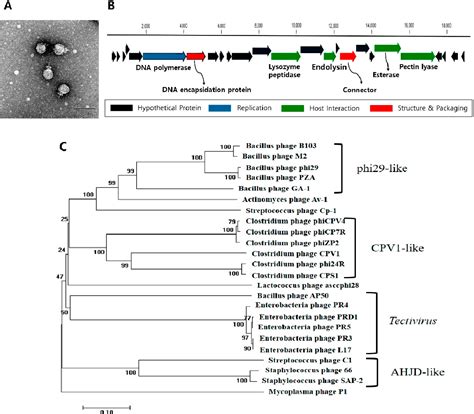 Figure 1 From Capsular Polysaccharide Is A Receptor Of A Clostridium Perfringens Bacteriophage