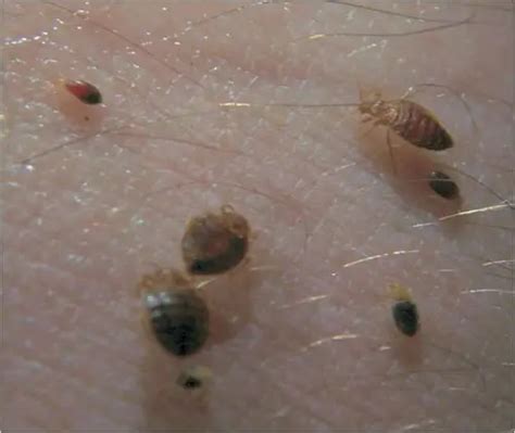 Identify Bed Bugs Pictures And Descriptions