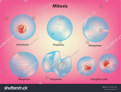 Procedimiento De División Celular En Mitosis Vector De Stock Libre De