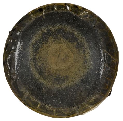 Penicillin Mold Macro Photography Close Up Of Penicillin Green Mold