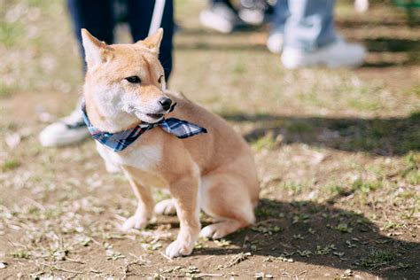 ブリーディングの歴史 2 世界の犬種開発 Blog フリーステッチ Free Stitch