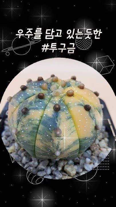 투구금 투구 선인장 인기선인장 예쁜선인장 희귀선인장 초보식집사 다육이 다육식물 다육이라이브 다육화분 다육 다육판매하는곳 Succulent