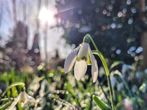 Snowdrop Flower © Jonathan Billinger Cc By Sa20 Geograph Britain Snowdrop Flower © Jonathan Billinger Cc By Sa20 Geograph Britain