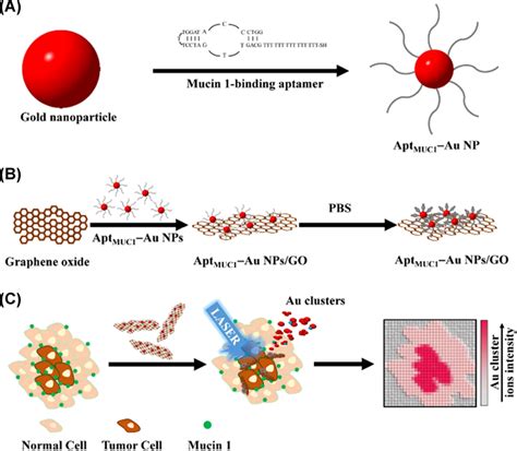 Schematic Representation Of A The Preparation Of Muc1‐binding