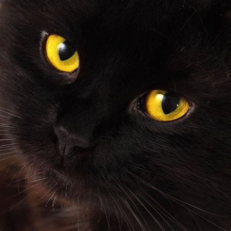 Black Cat Yellow Eyes Breed