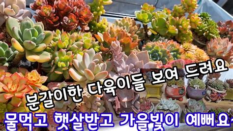 물먹고 햇빛에 가을빛이 넘 예쁘네요~🌸조금 춥게 관리해야 더 예뻐져요~🍁분갈이한 다육이 도 만족스럽네요 ~😆 Youtube