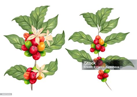 커피 나무의 가지입니다 로부스타와 아라비카 품종의 향기 커피 공장 커피 열매의 숙성 사실적인 내추럴 스타일 유기적 인 그림 커피 데이 커피 마실 것에 대한 스톡 벡터 아트