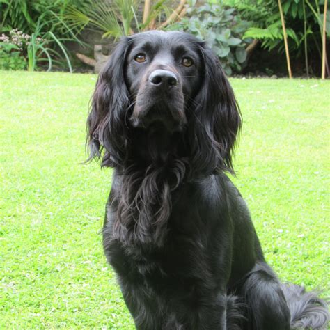 Black English Working Cocker Working Spaniel Spaniel Dog Working Cocker