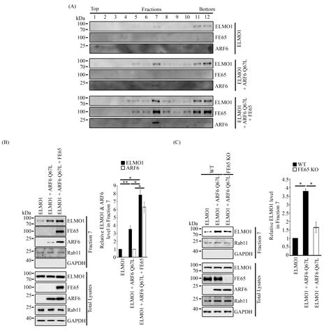 Density Gradient Ultracentrifugation For Investigating Endocytic Recycling In Mammalian Cells