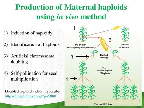 S44 Doubled Haploid Technology In Maize Breeding Status And Prospe