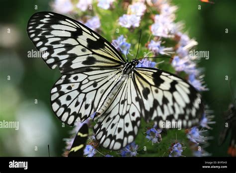 Large Tree Nymph Butterfly Idea Leuconoe Stock Photo Alamy