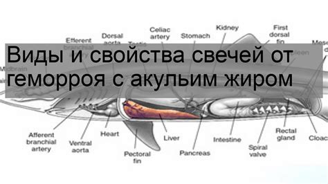 Мазь и свечи от геморроя с акульим жиром: 9 целебных свойств
