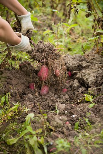 야채와 함께 여자의 손을 근접 촬영 토양에서 필드에 삽으로 감자를 파고 가 Havest 가을에 대한 스톡 사진 및 기타 이미지 가을 농부 농업 Istock