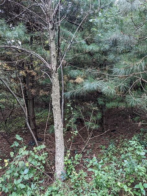 Death Has Its Own Kind Of Beauty R Hades