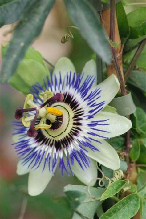 Passiflore Bleue En Pot De 3 Litres Truffaut