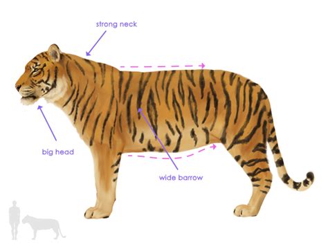 40 Tiger Anatomy Diagram