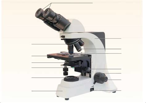 Ap 2 Lab Microscope Metric System Diagram Quizlet
