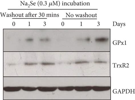 h2s stimulates scly h2se signaling a cse deficiency reduced scly