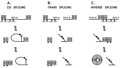 Group II Intron Splicing Reactions A The Cis Splicing Reaction Line Download Scientific