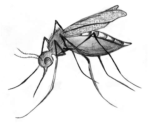 Line Drawing Of A Mosquito Mosquito Plans Butlerseedgroup