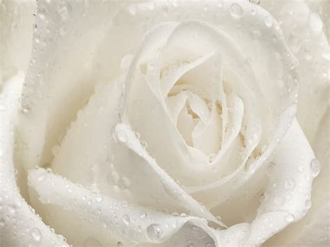 Фотошпалери Роза з краплями на стіну Купити фотошпалери Роза з краплями в інтернет магазині Wallart