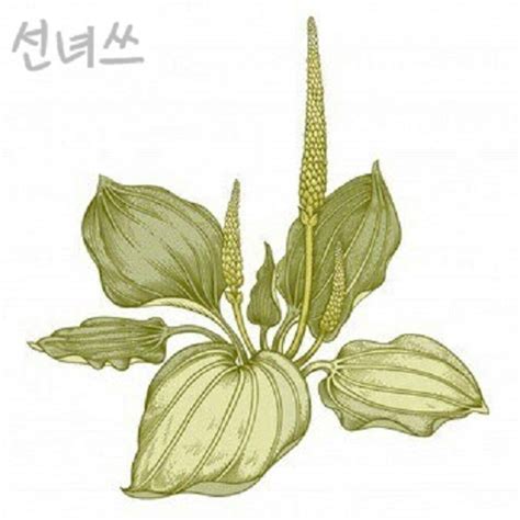 변비에 차전자피 좋다곤 하는데 부작용은 없나요 효능 먹는법도 알려주세요 네이버 블로그