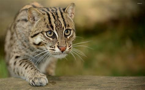 Wildcat Wallpaper Animal Wallpapers 38898