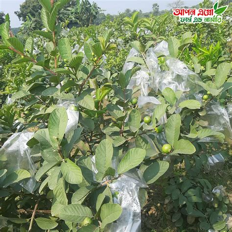 আপন এগ্রো ফার্ম এন্ড নার্সারি Apon Agro Farm And Nursery