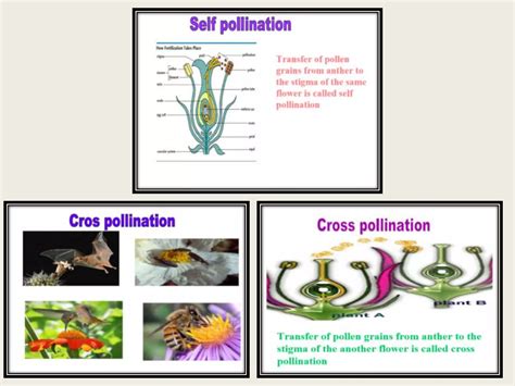 Sexual Reproduction In Flowering Plants Pptx Infertility
