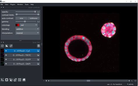 Yap Quantification In Nucleus Vs Cytoplasm In 3d Image Analysis Image Sc Forum