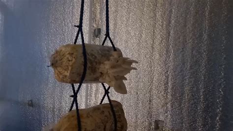 Oyster Mushroom Instance Segmentation Dataset V2 2024 01 01 2 43pm By Grex