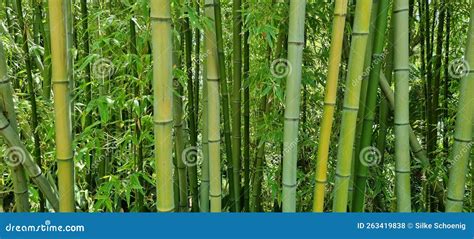 Close Up Of Bushy Green Bamboo In Summer Natural Sunlight Stock Photo