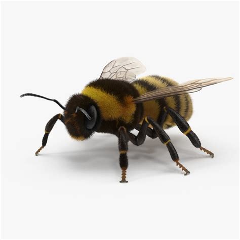 Bumblebee Bumble Bee 3d Model