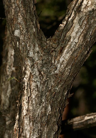 Quercus Gambelii Gambel Oak Gambels Oak Southeastern Arizona