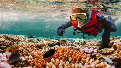 12 Colorful Coral Reefs For An Unforgettable Snorkeling Experience 2026