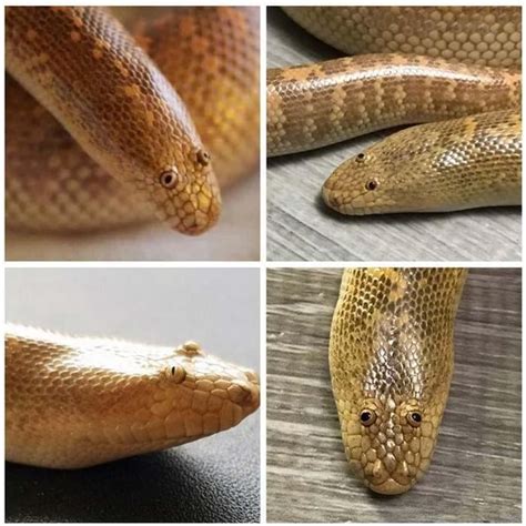 But First Lets Showcase The Arabian Sand Boa In All Of Its Derpy