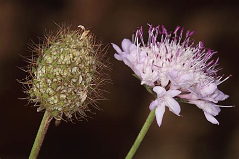 Pycnocomon Intermedium Lag Greuter And Burdet