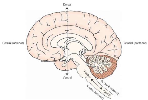 Rostral Definition Anatomy