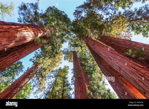 Sequoia Tree Branch Hi Res Stock Photography And Images Alamy